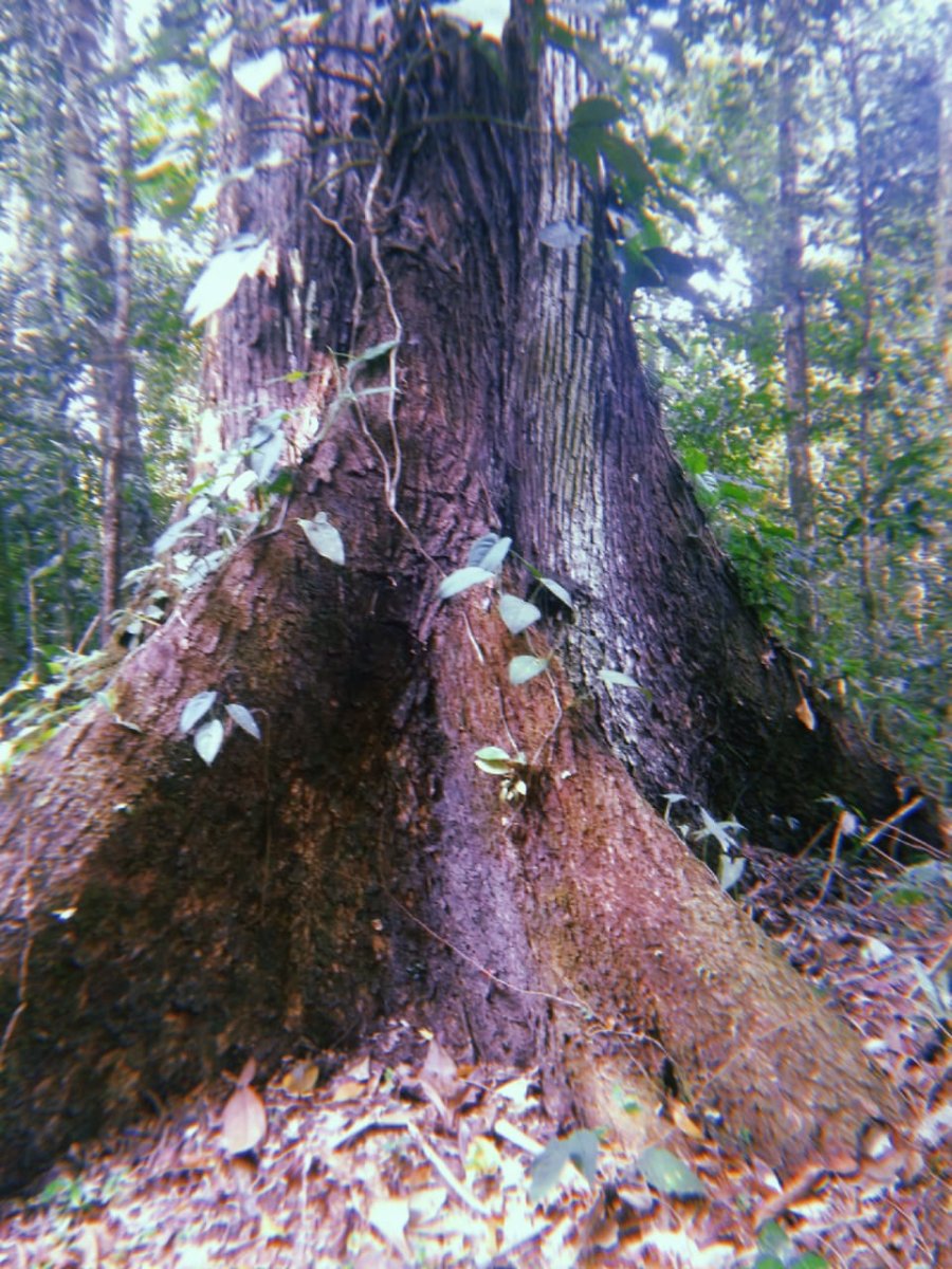Te explico a lo bestia que es la CAOBA - Construcción y Reparación de ...